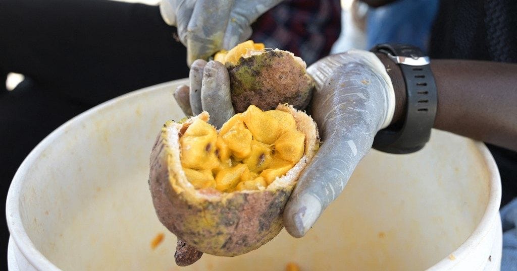 The maad, a wild fruit, delights Senegal » Africa Global Village
